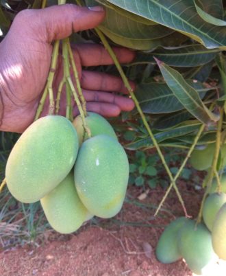 Cheruku Rasalu Mango – 3 kgs | Kundan's Mangoes