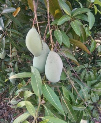 Kobbari Mamidi – 3 kgs | Kundan's Mangoes