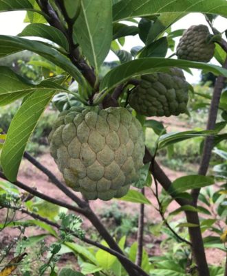 Sithaphalam – Custard Apple 3Kgs (Pre-order) | Kundan's Mangoes